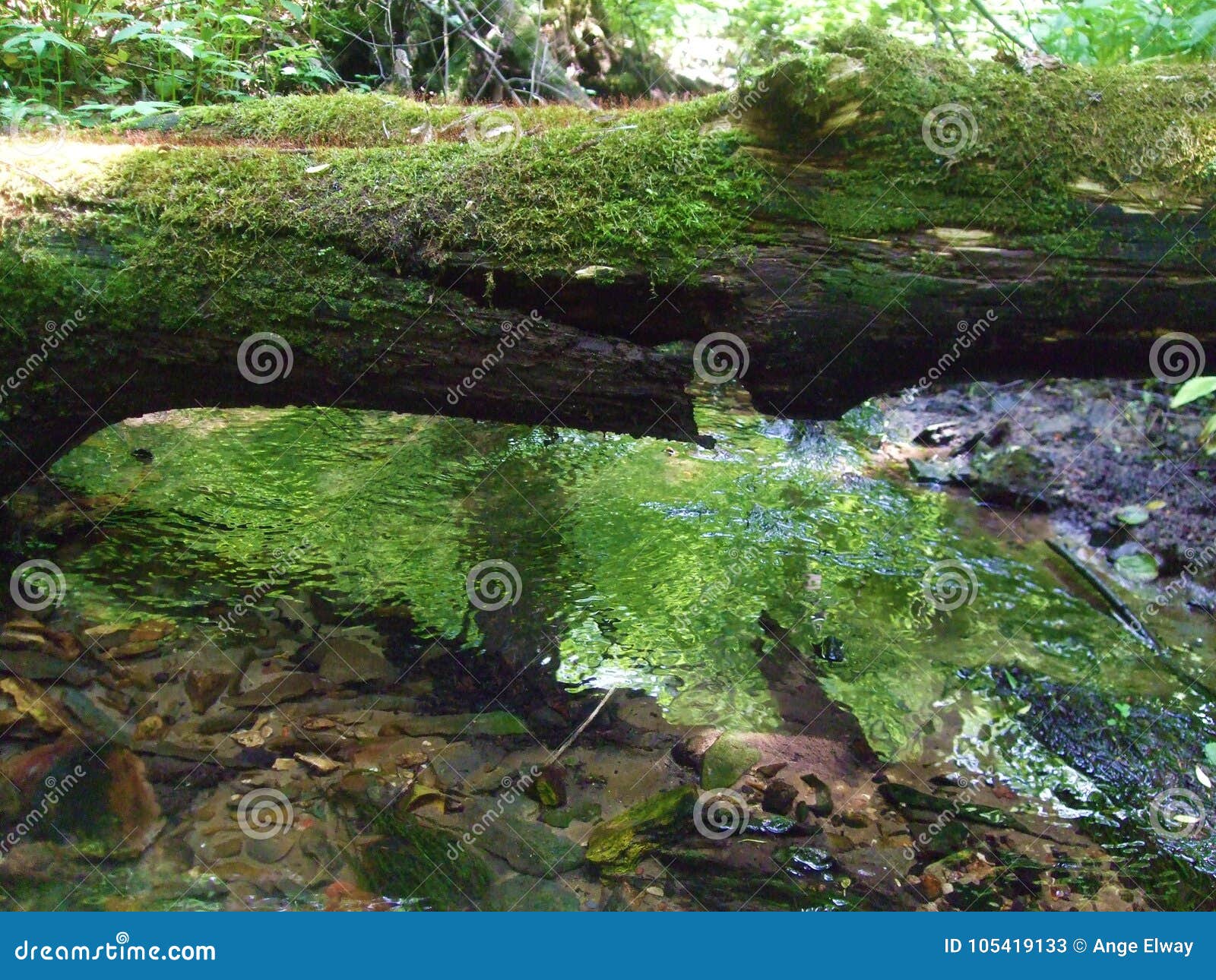 Stream in the Woods and Large Fallen Tree. Stock Image - Image of ...