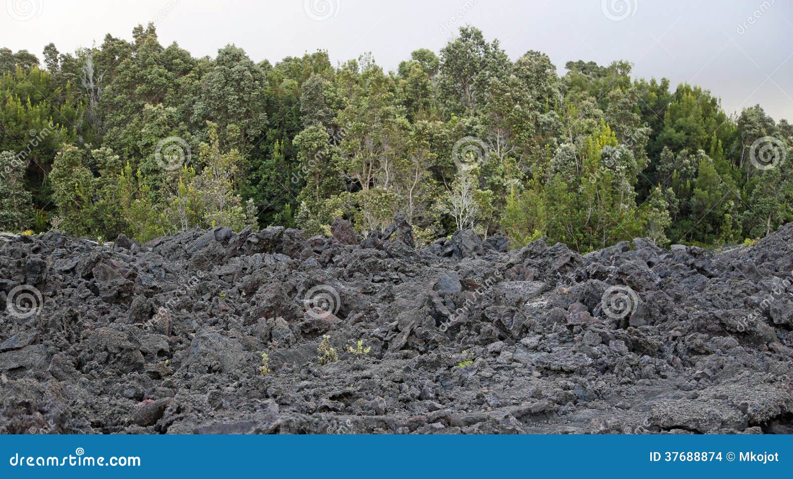Stream of lava stock photo. Image of island, solidified - 37688874
