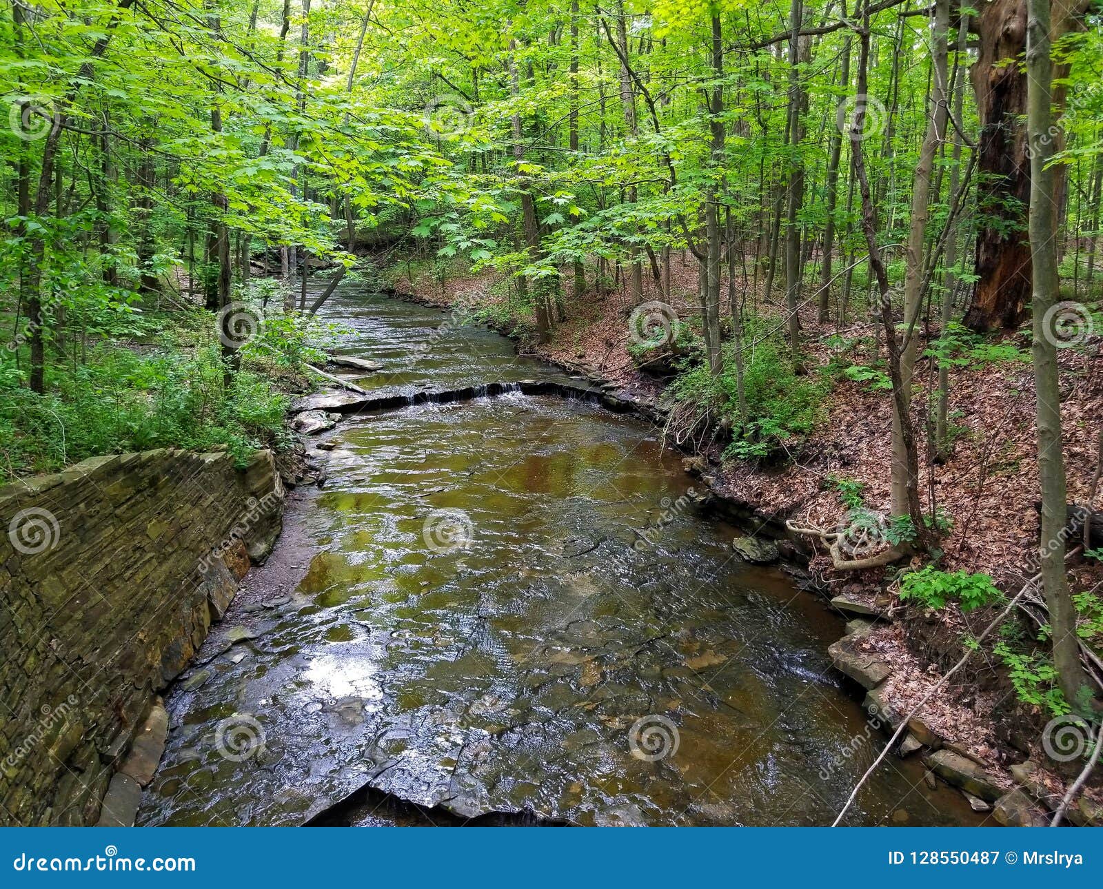 Stream in the Middle of the Woods of the Cleveland Metroparks in Ohio ...