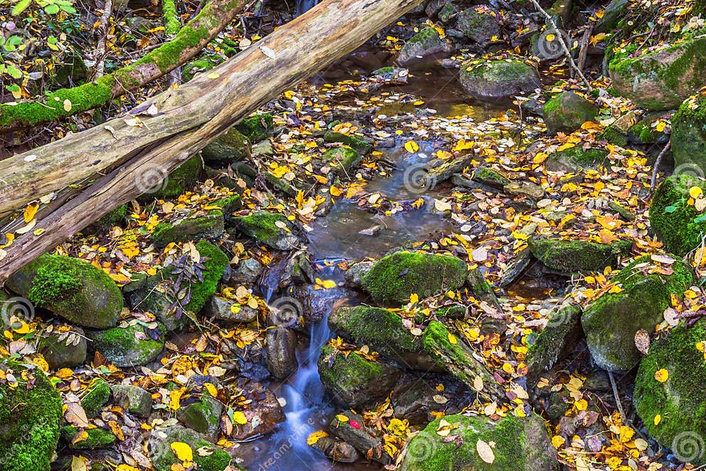 Stream with logs stock image. Image of logs, canyon, ancient - 76952321