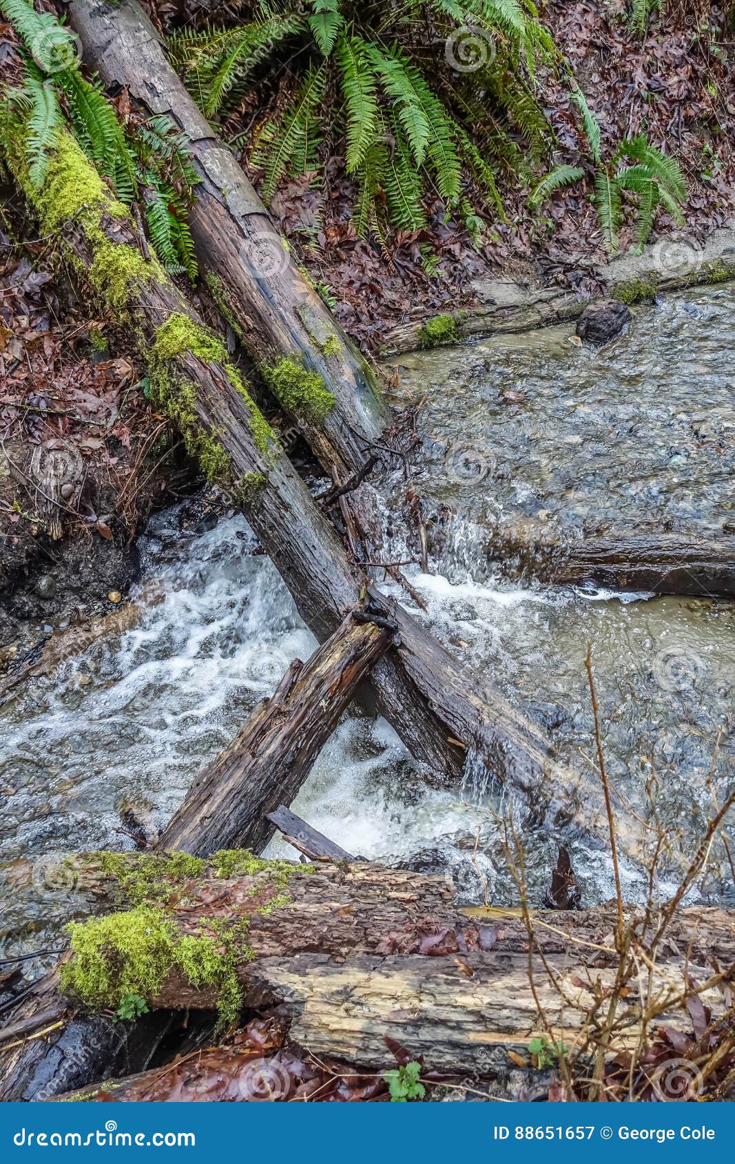 Stream with Logs Landscape 3 Stock Image - Image of foliage, dash: 88651657