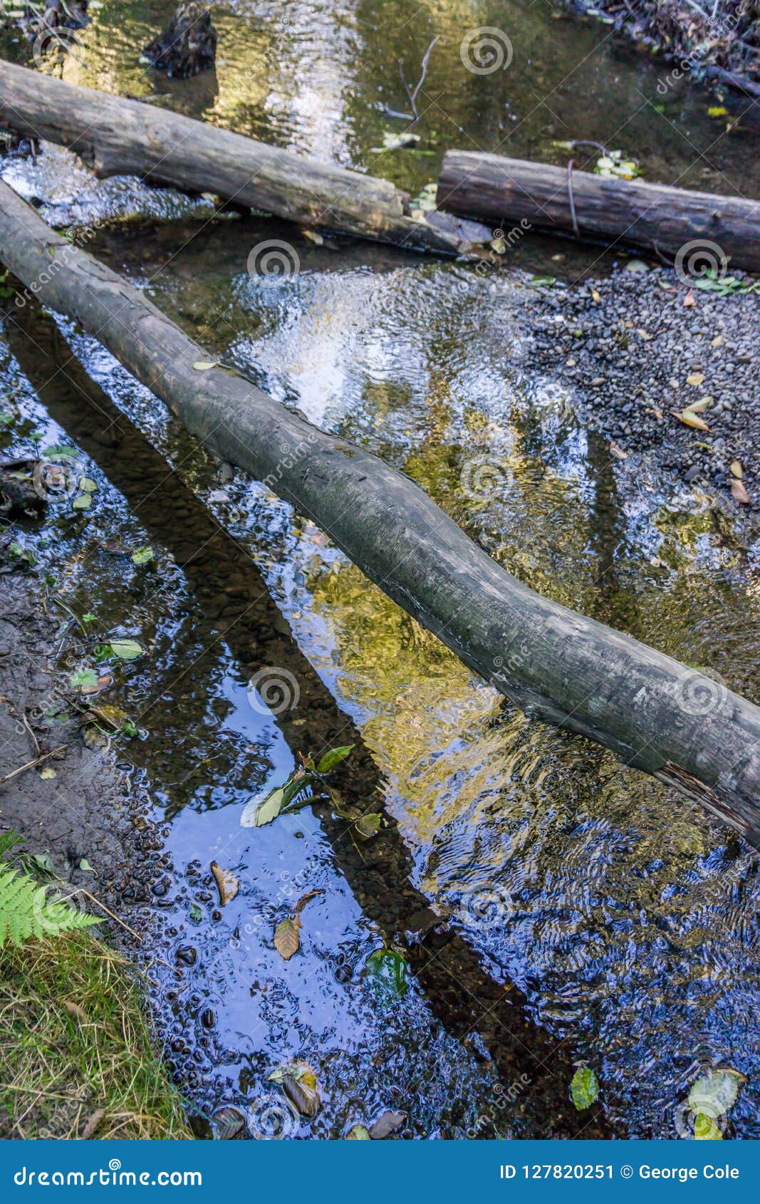 Stream and Logs 3 stock image. Image of northwest, nature - 127820251