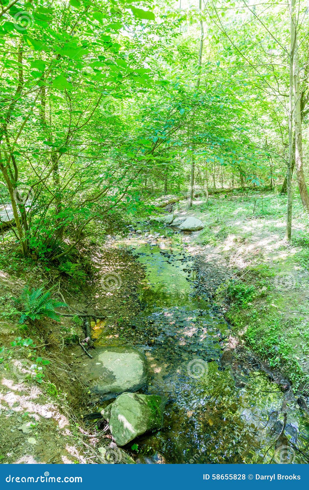 Stream through a Lush Green Forest Stock Photo - Image of leaf ...