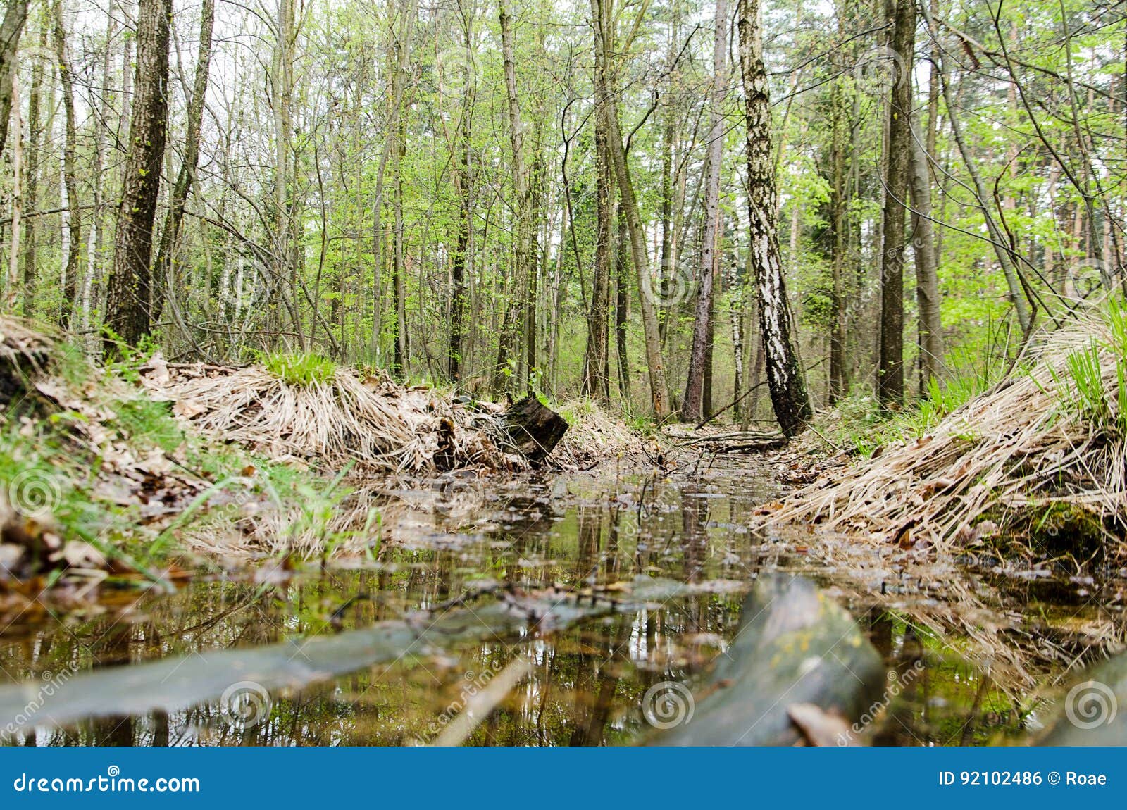 Stream in the Marshes in the Pine Forest Stock Photo - Image of swamps ...