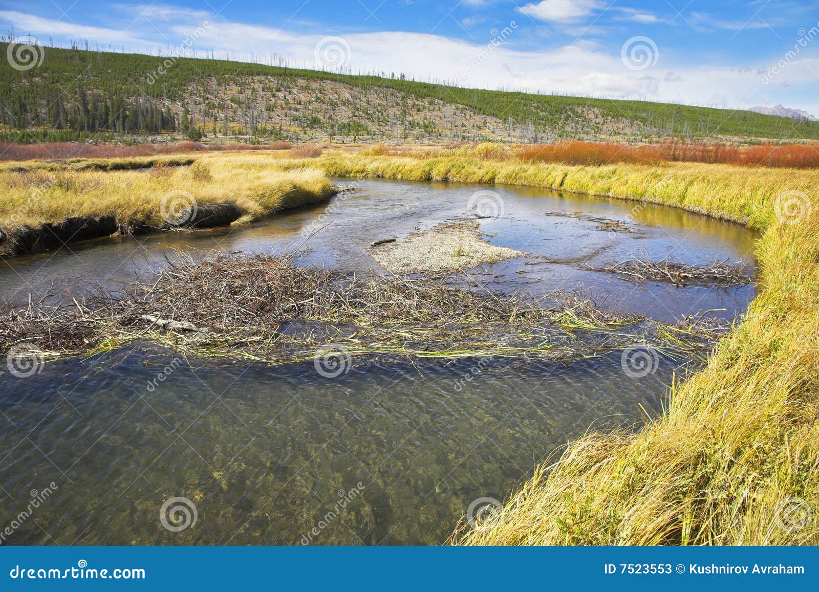 Stream on marshy plain stock image. Image of green, scene - 7523553