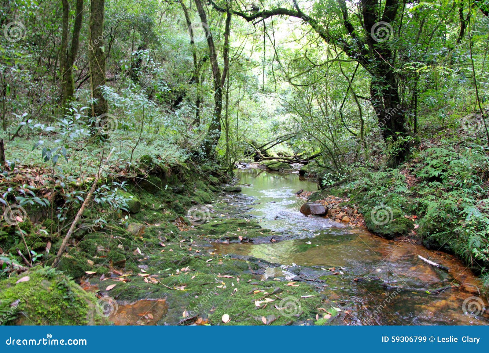 Stream in Mawphlang Sacred Forest Stock Image - Image of herbs ...