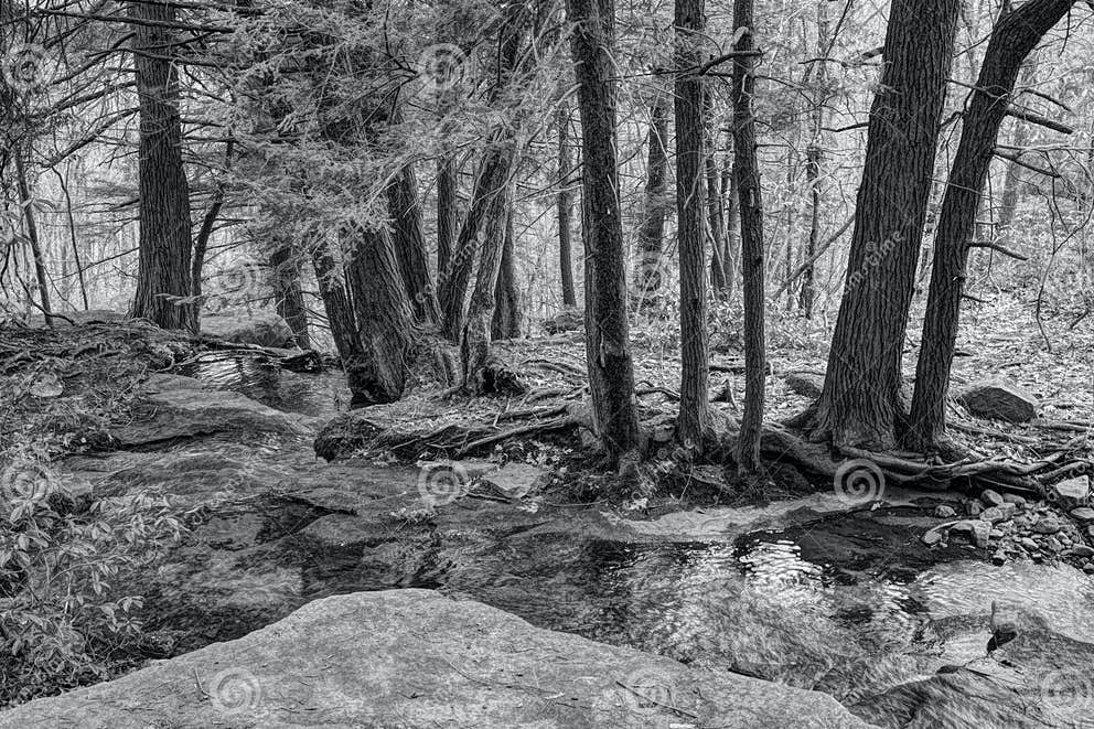 Stream Meandering through a Forest Setting in the Fall Stock Image ...