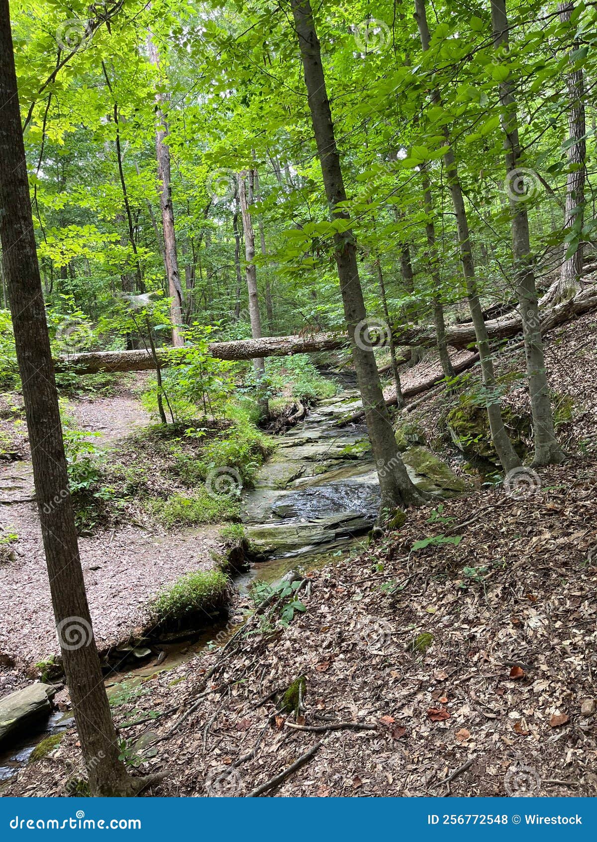 Stream in the Middle of the Forest Stock Photo - Image of mushroom ...