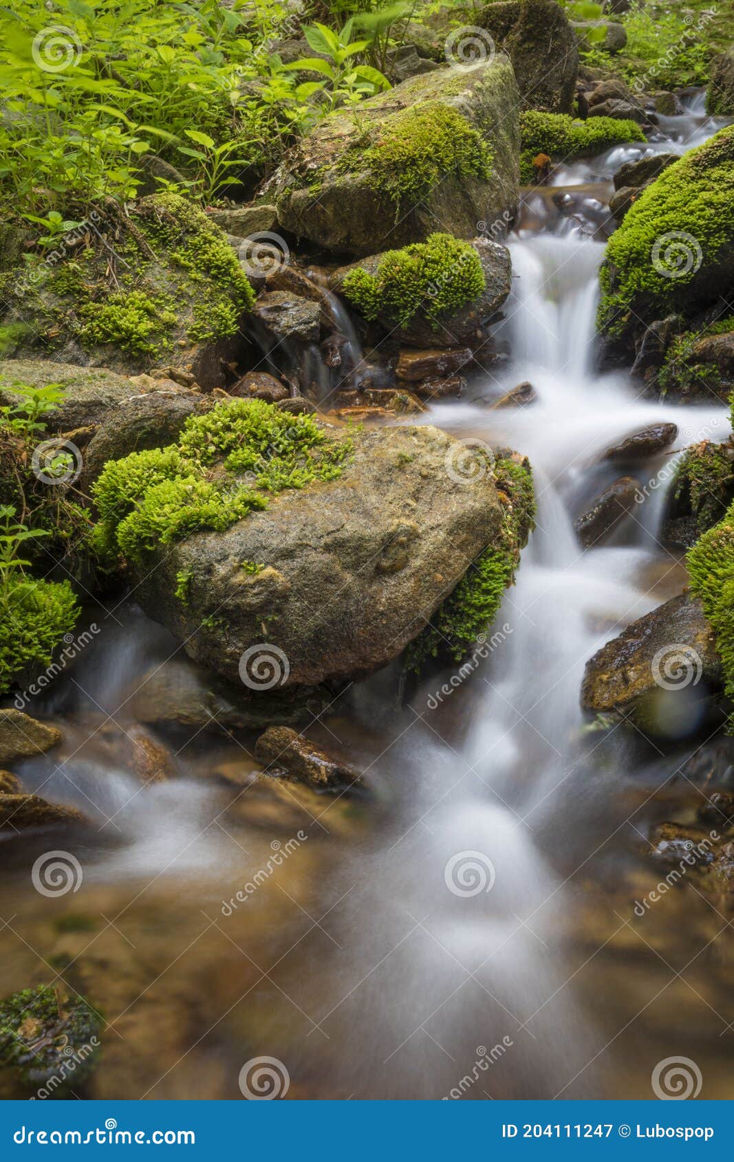 Stream mist in a forest stock image. Image of forest - 204111247