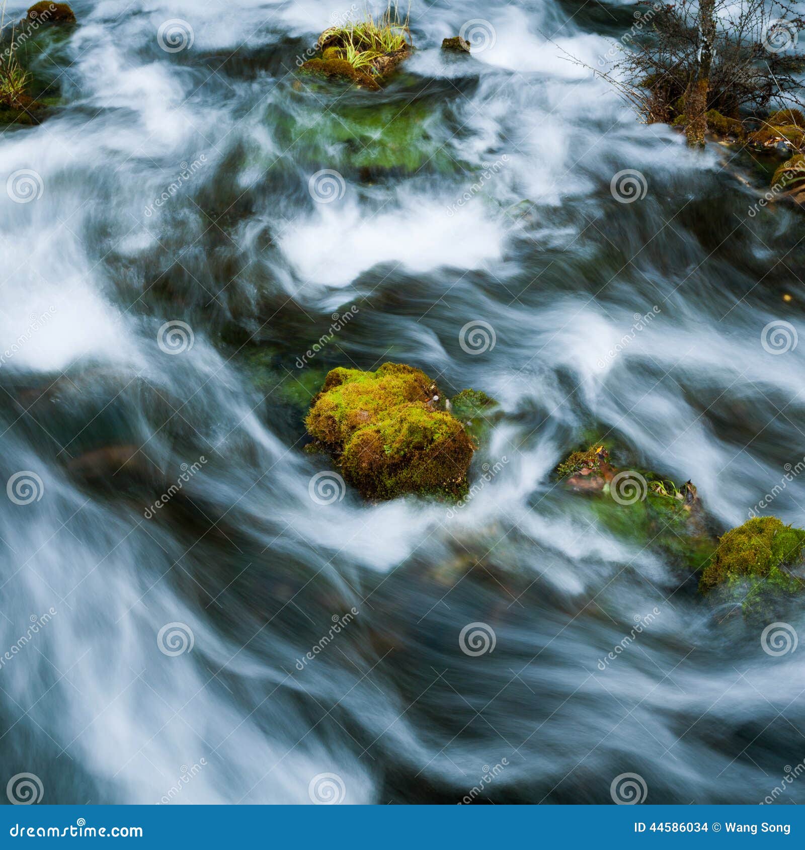 The stream of moss stock photo. Image of pine, nature - 44586034