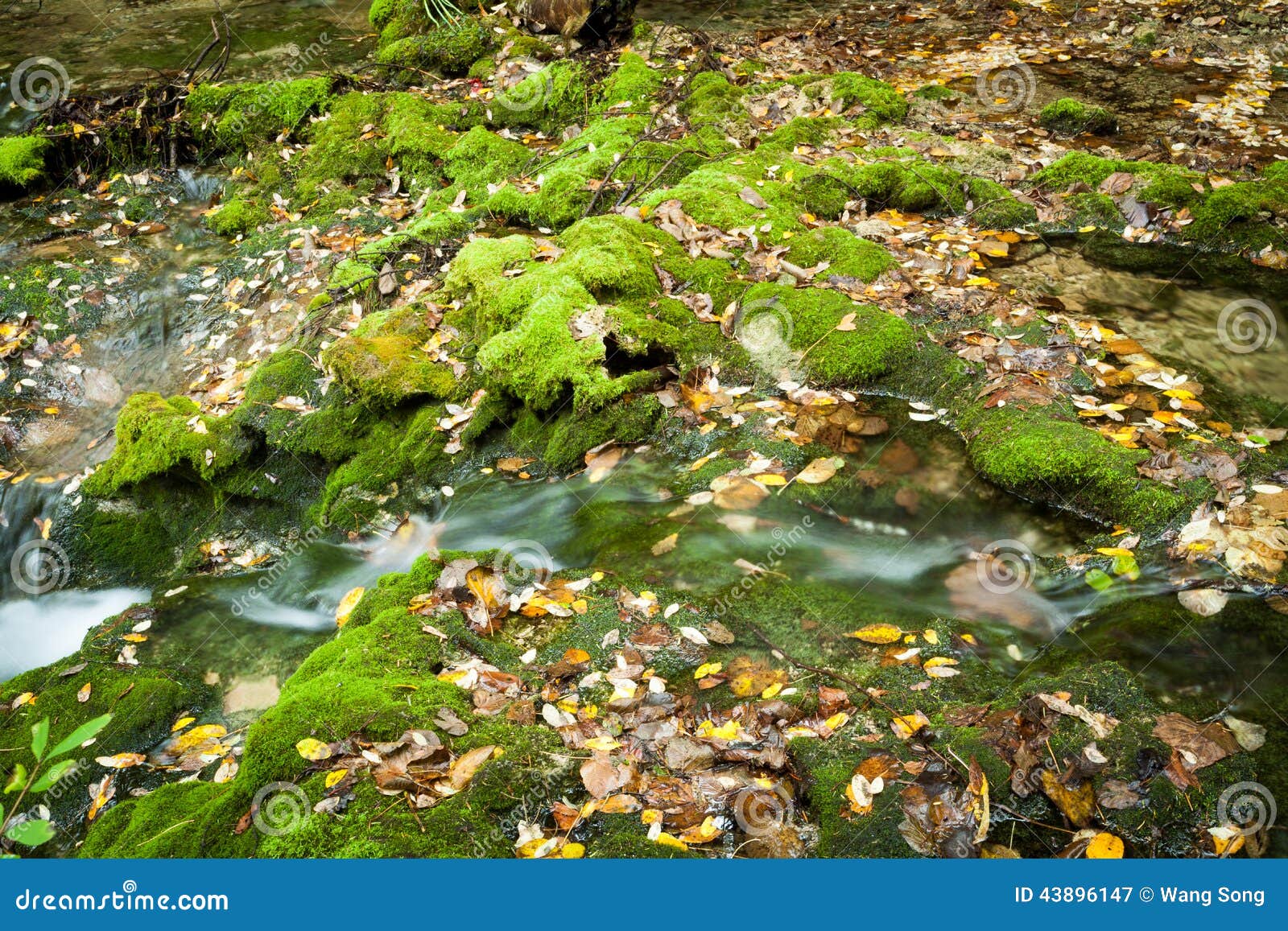 Stream of moss stock image. Image of green, background - 43896147
