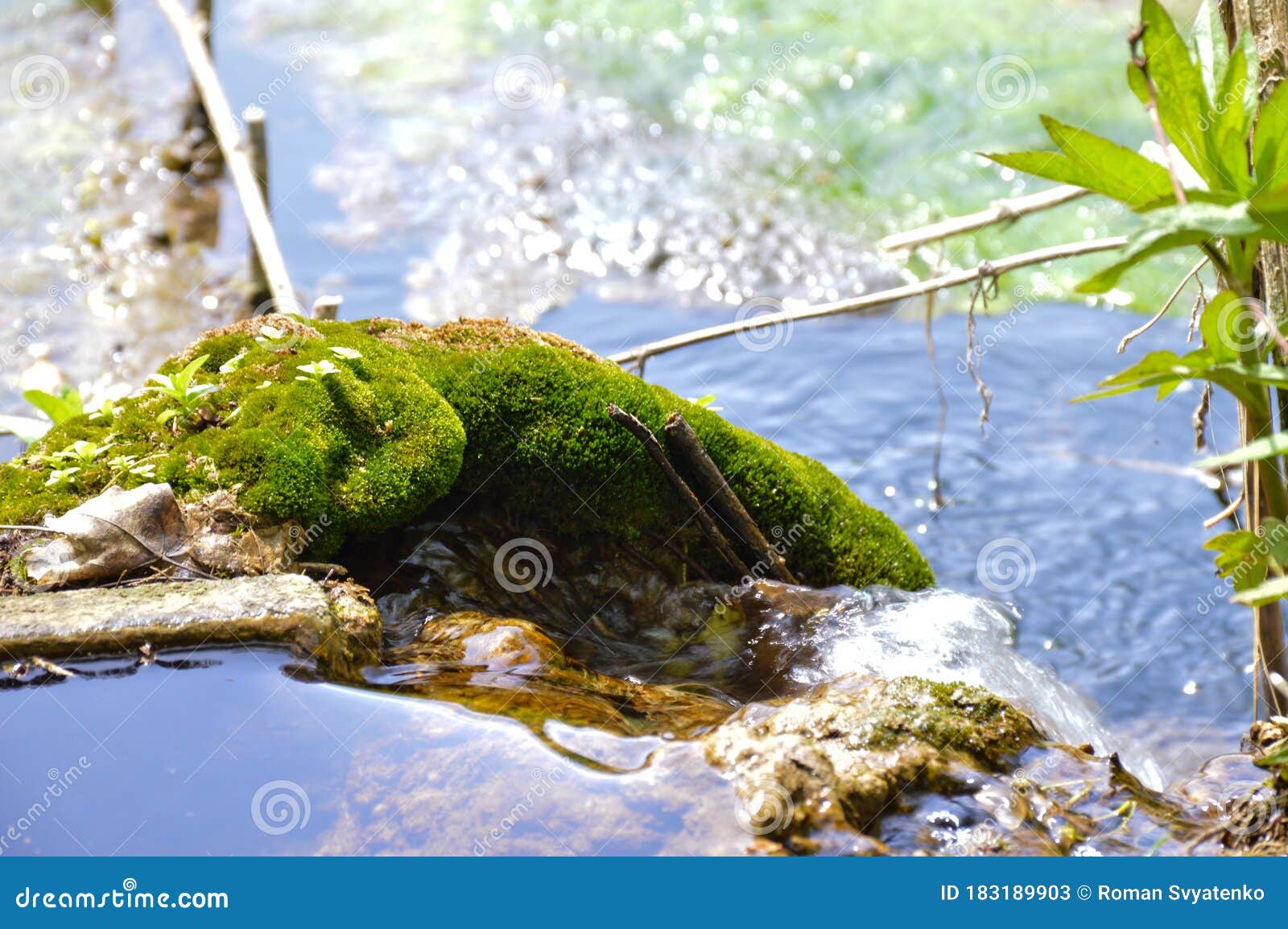 Stream and moss stock image. Image of nature, watter - 183189903