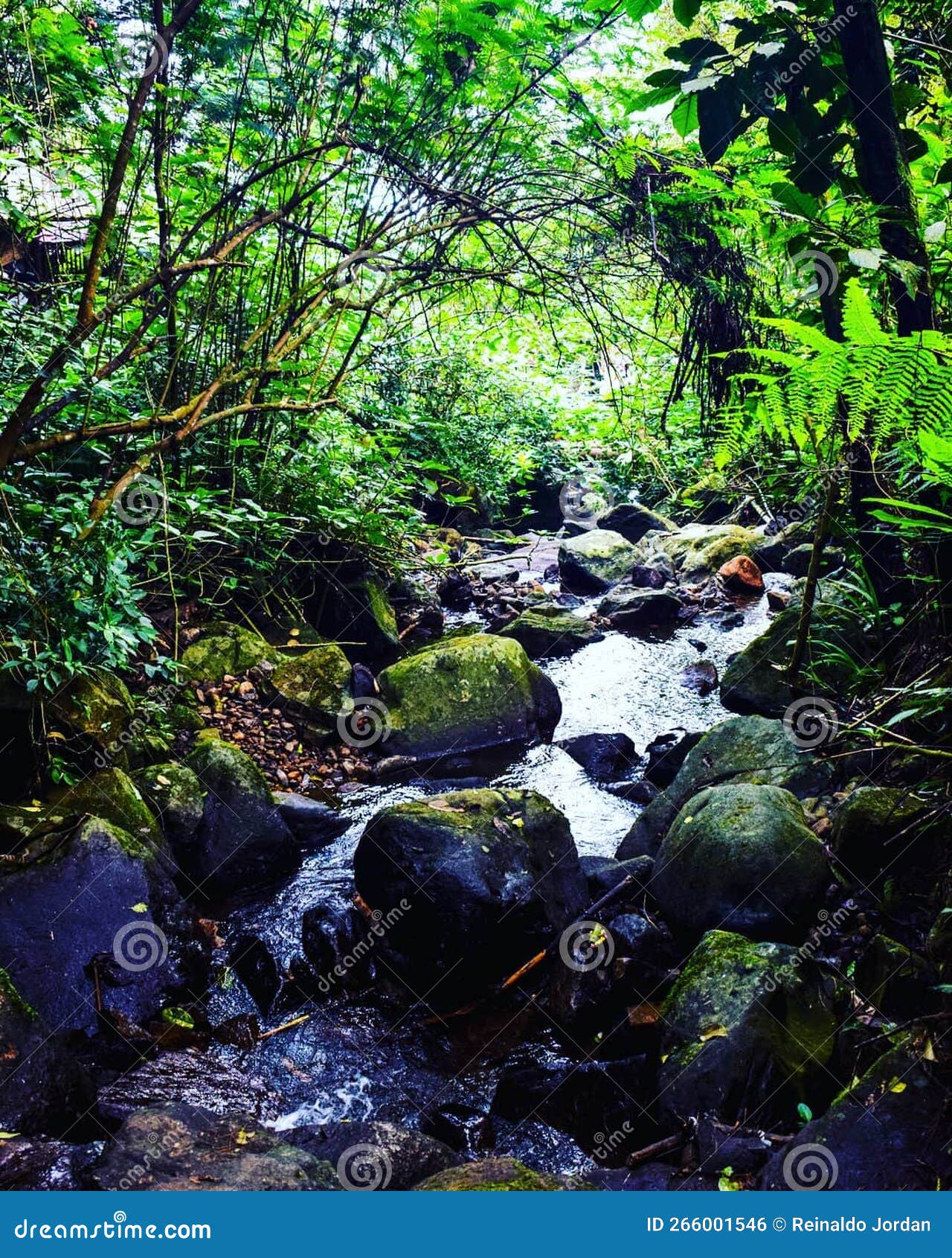 Stream in nature stock photo. Image of earth, lake, place - 266001546