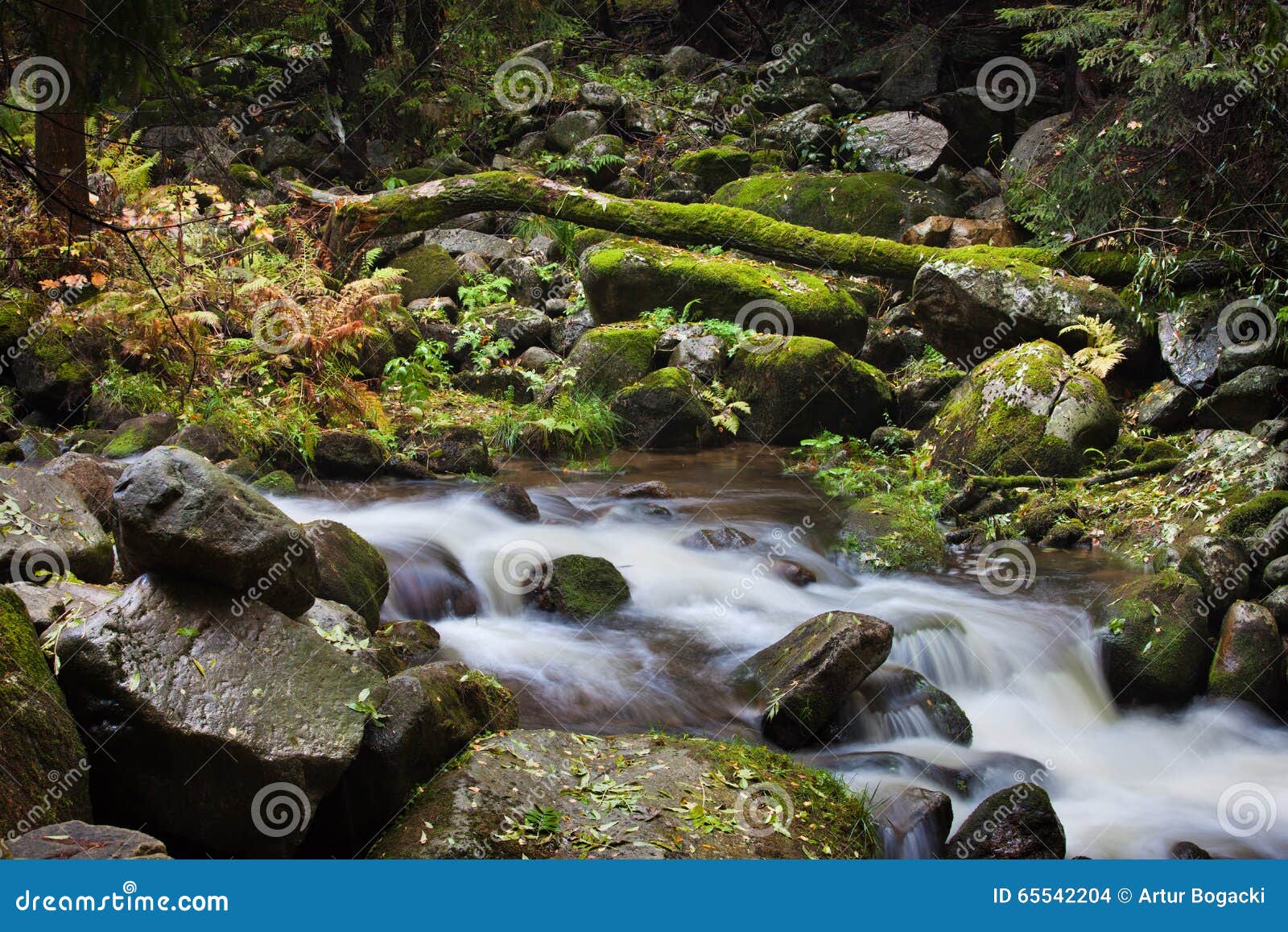 Stream in Nature Wilderness Stock Photo - Image of leafage, rocks: 65542204
