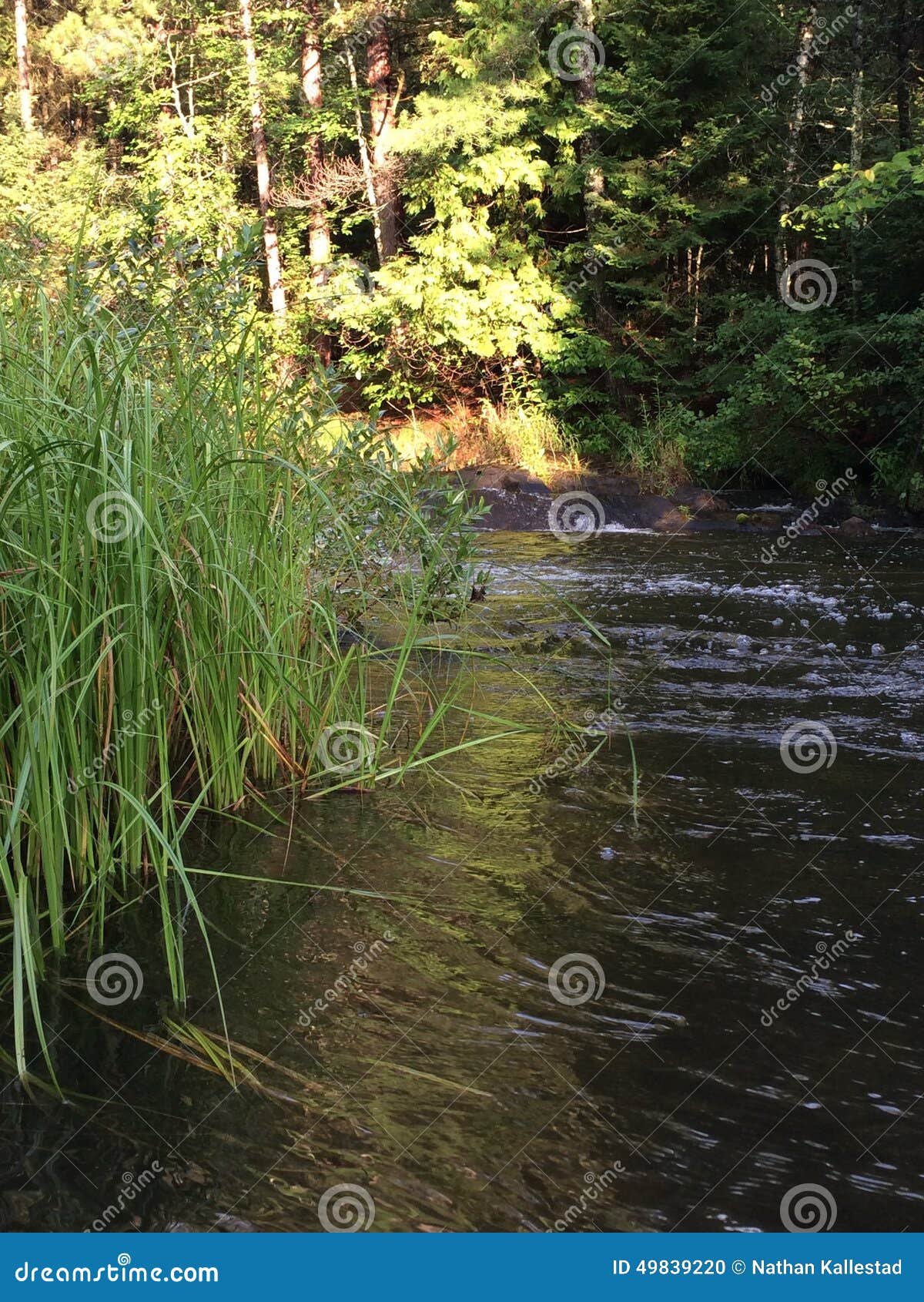 Stream through a Northern Wisconsin Green Forest Stock Photo - Image of ...