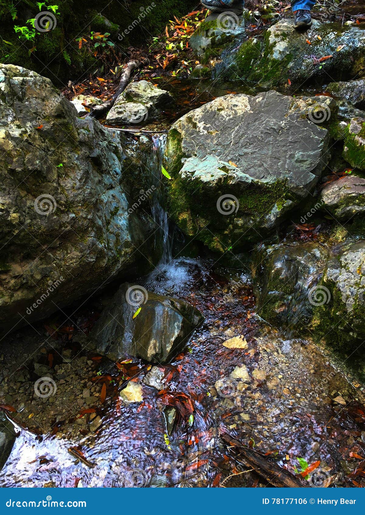 Stream over rocks stock photo. Image of growing, california - 78177106