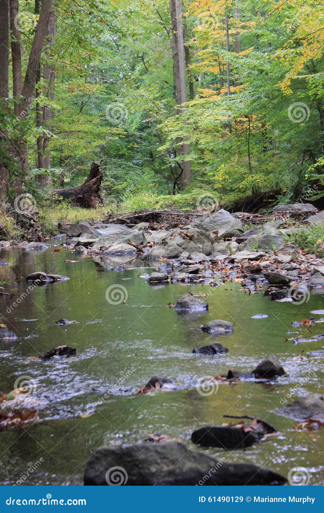 Stream stock image. Image of woods, peaceful, rocks, unplugged - 61490129