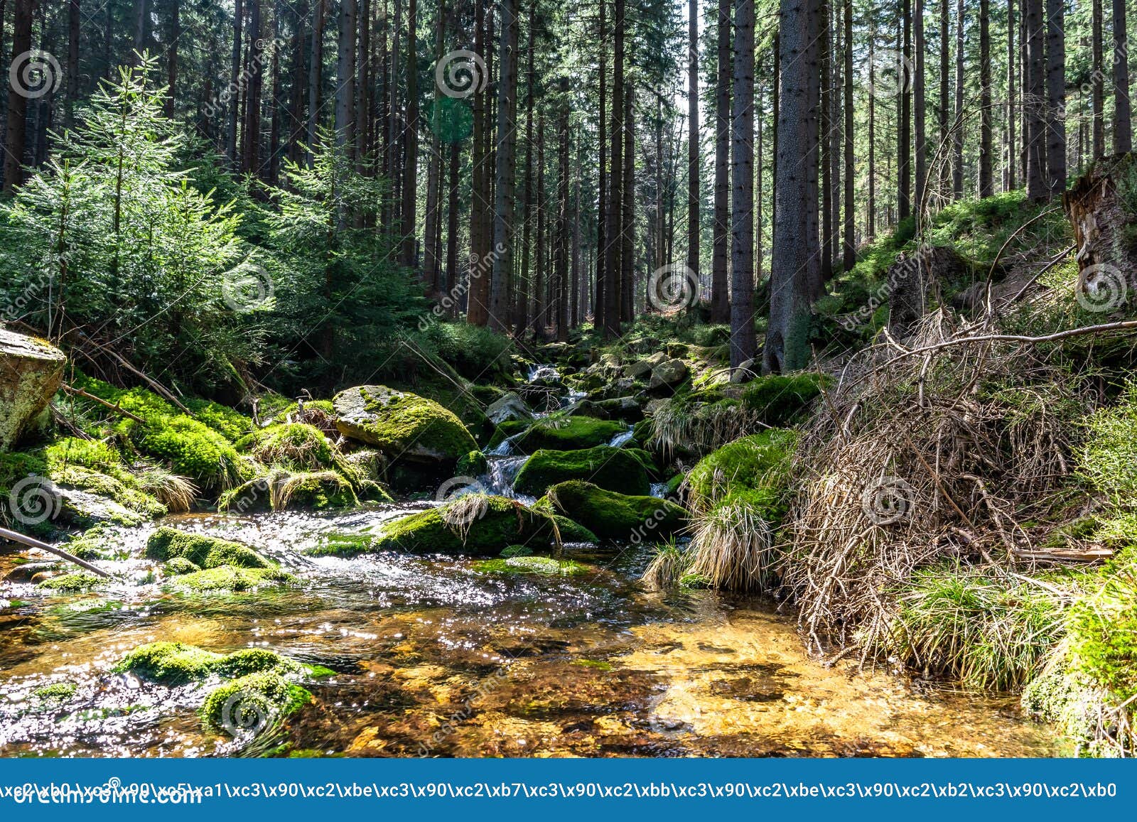 Stream in the Pine Forest on Black Forest Mountain. Stock Photo - Image ...