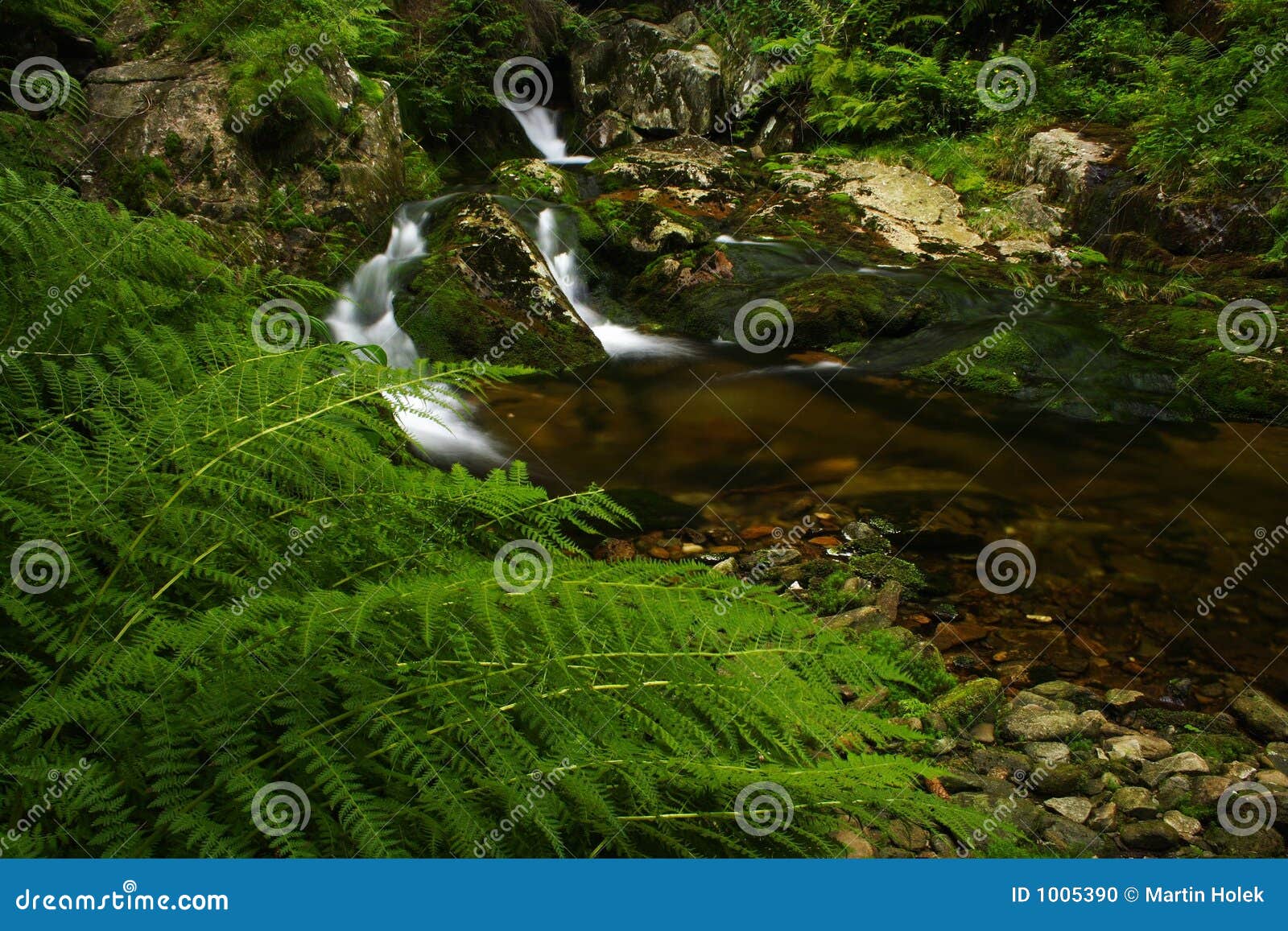 Stream Pool in Giant Mountains Stock Photo - Image of fern, water: 1005390