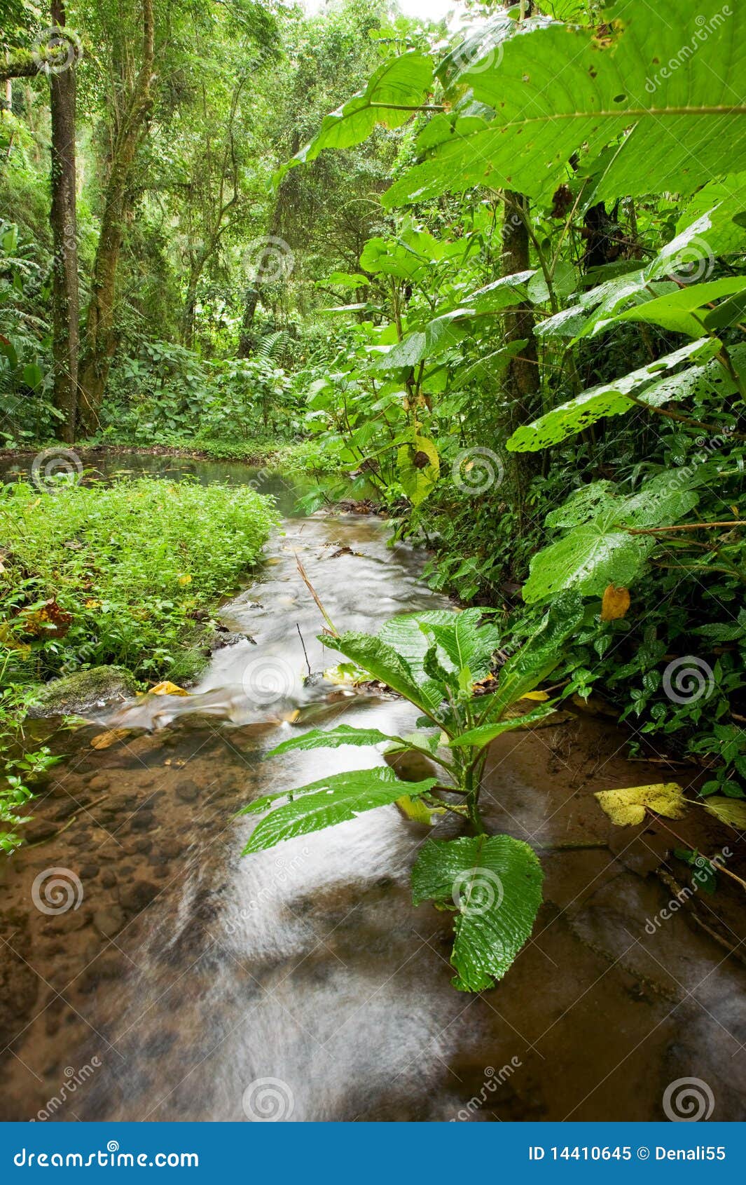 Stream in rain forest stock image. Image of plants, environment - 14410645