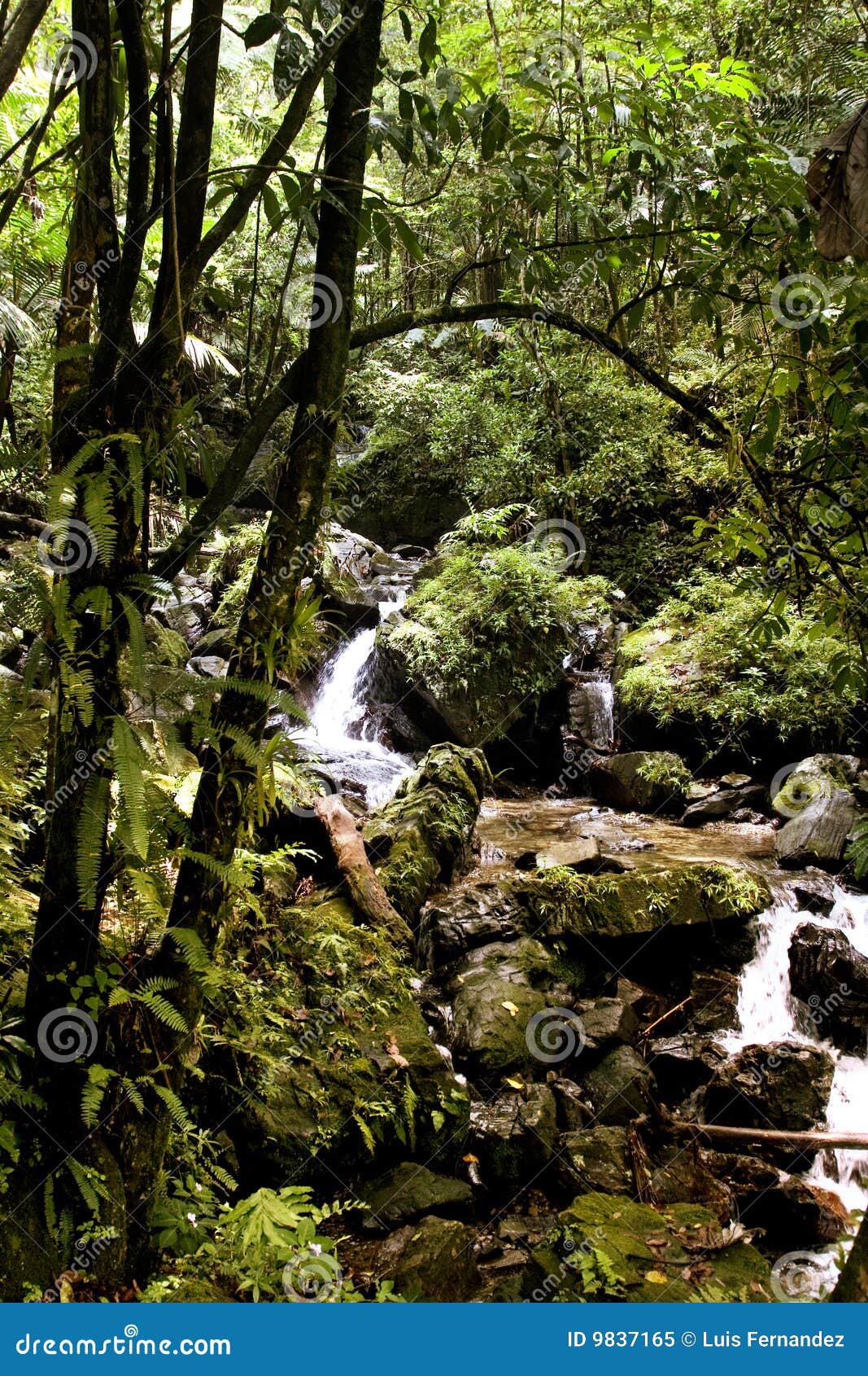 Stream in rainforest stock image. Image of creek, steamy - 9837165