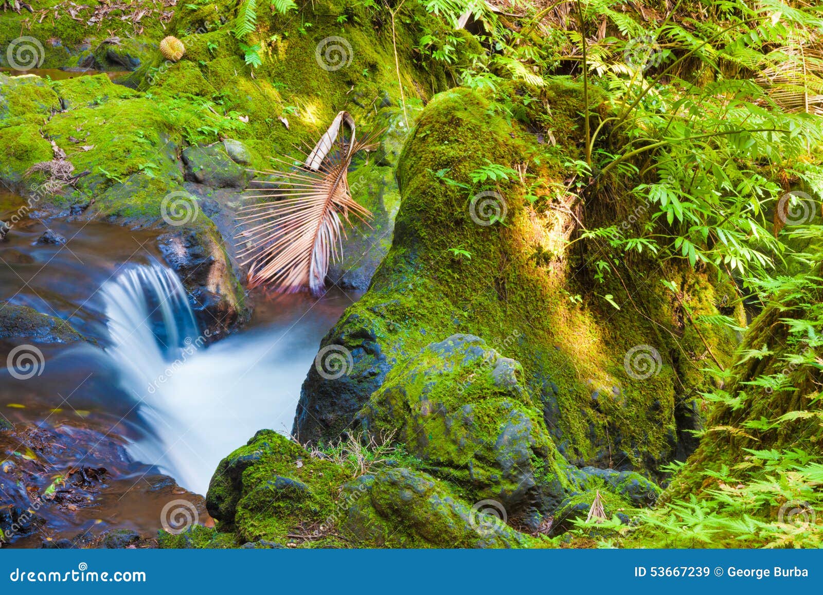 Stream in the rainforest stock image. Image of nature - 53667239