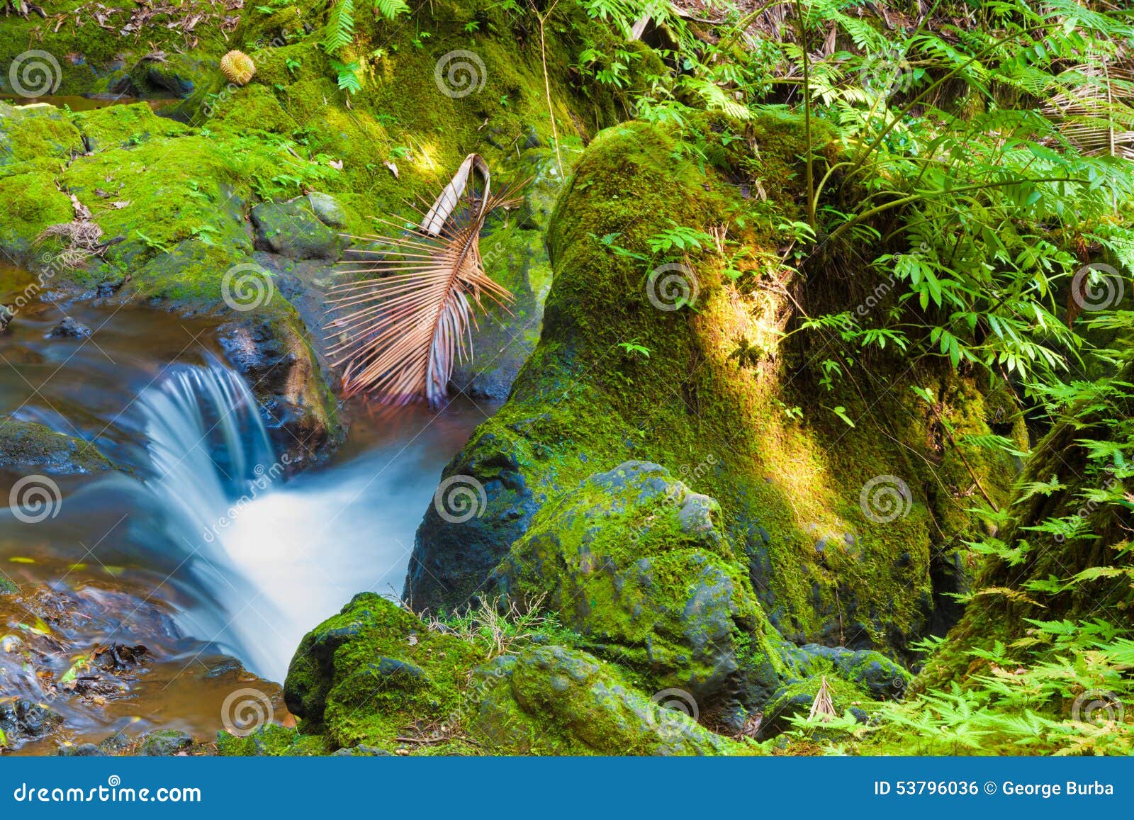 Stream in the rainforest stock photo. Image of moss, pebble - 53796036