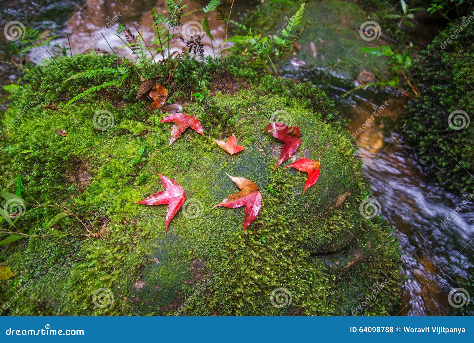 Stream and Red maple stock photo. Image of jungle, maple - 64098788