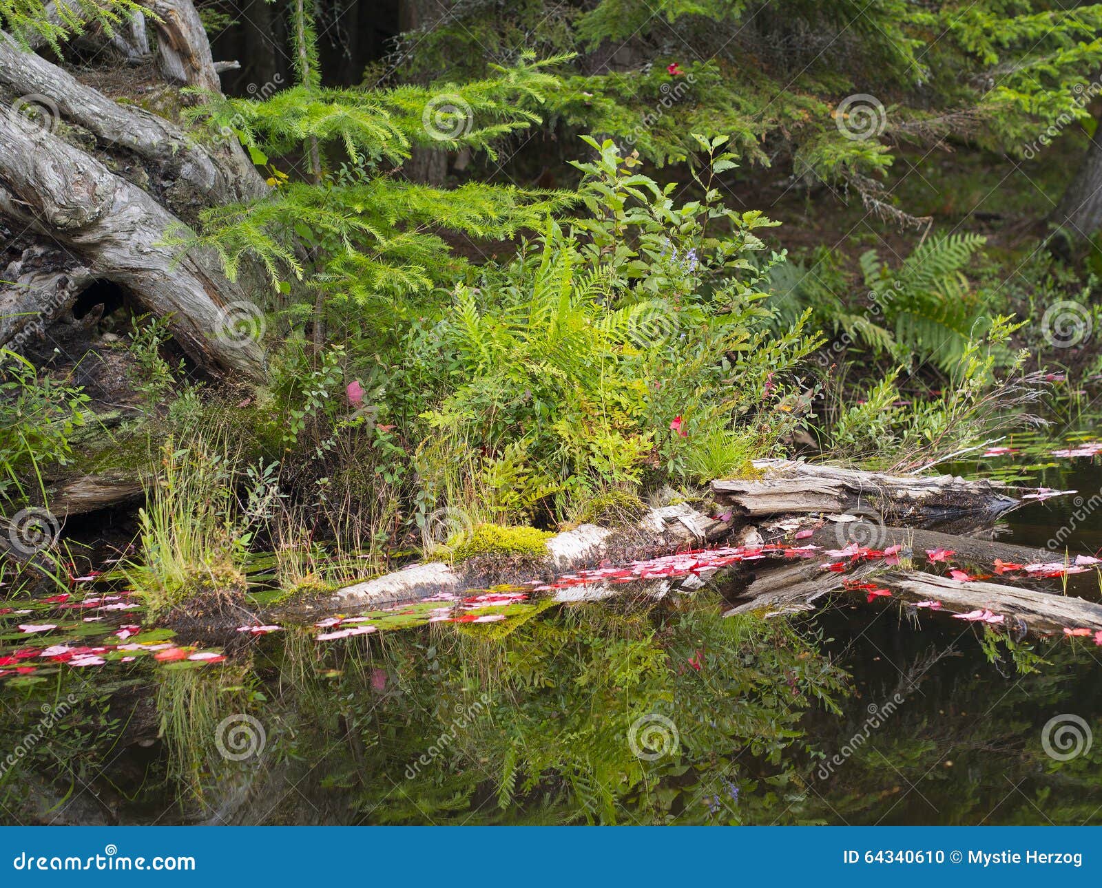 Stream with Reflection stock photo. Image of foliage - 64340610