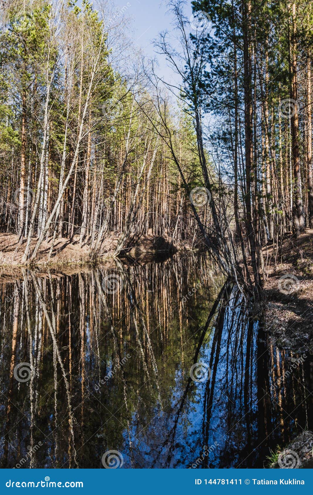 A Stream with Reflections Trees and Blue Sky in Spring in Pines and ...