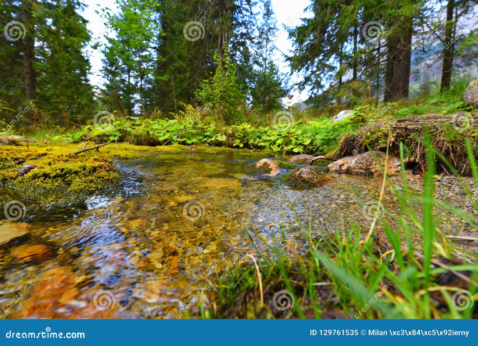 There is a brook stock image. Image of creek, woods - 129761535