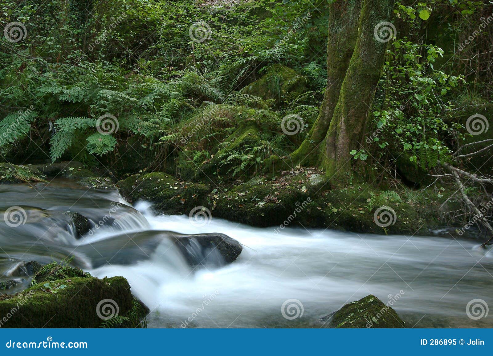Stream river stock image. Image of abstract, relaxing, tropical - 286895