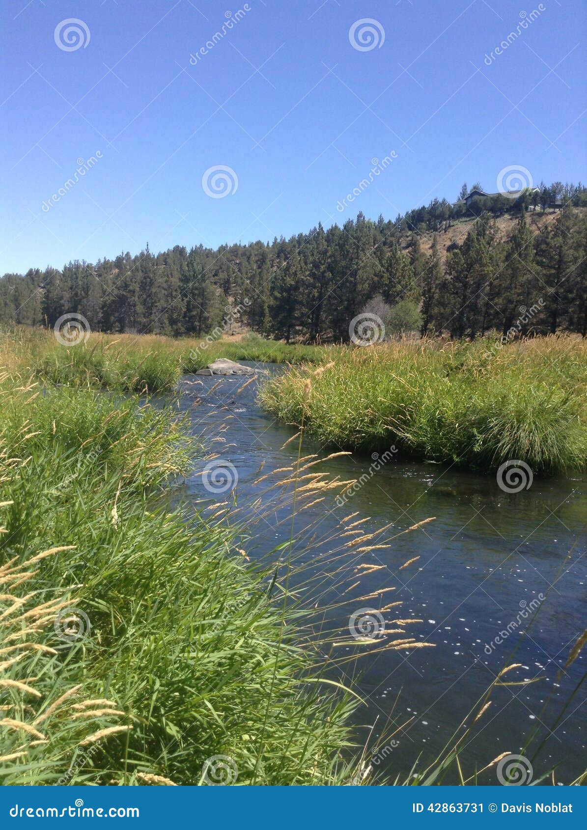 Stream river stock image. Image of area, forks, beautiful - 42863731