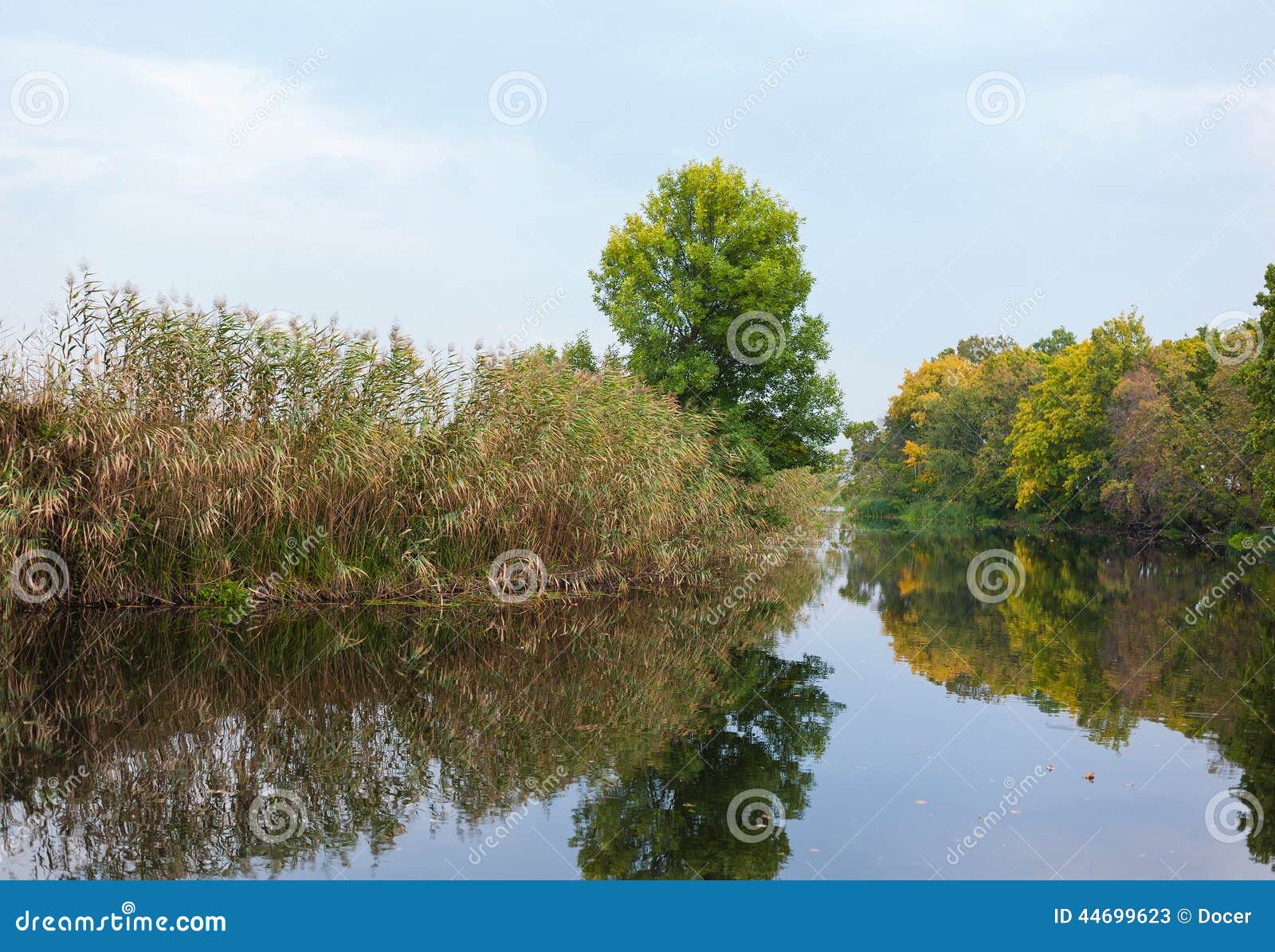 Stream River Around Green Trees and Cane Stock Image - Image of reed ...