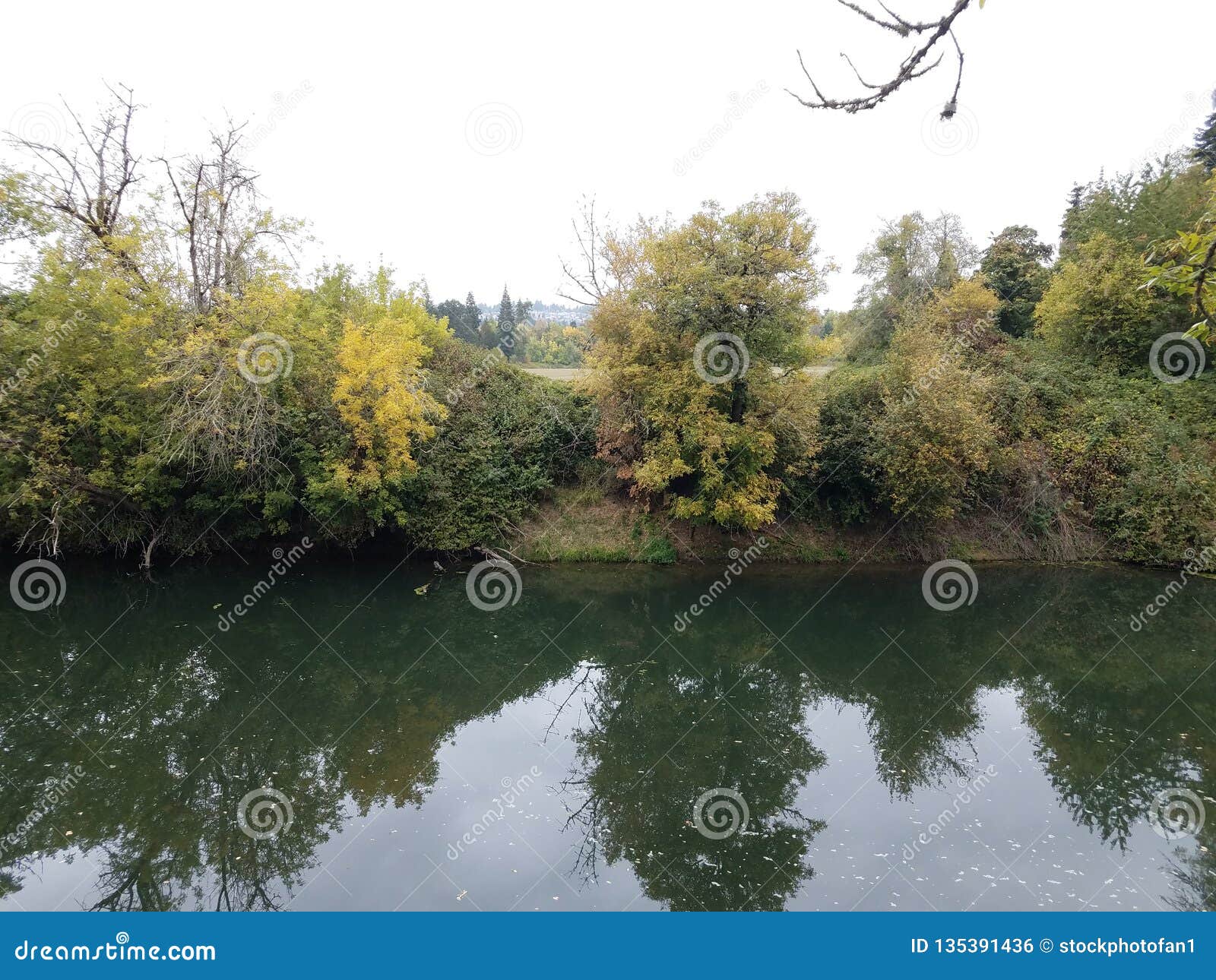 Stream or River with Reflection and Green Trees Stock Photo - Image of ...