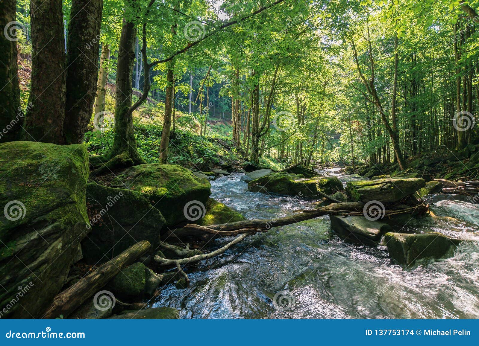 Stream among the Rocks in the Deep Forest Stock Photo - Image of moss ...