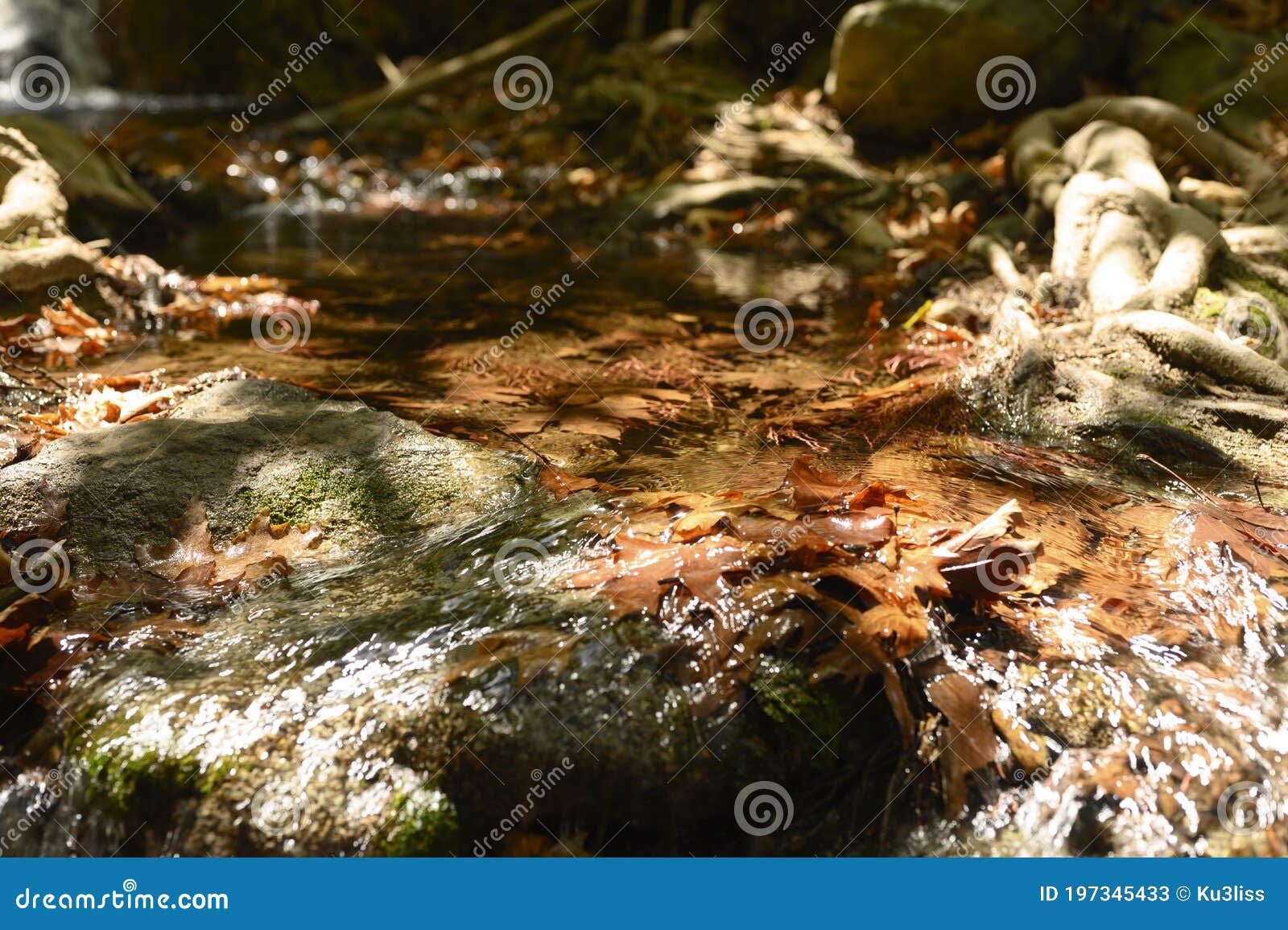 A Stream Running through the Bare Roots of Trees in a Rocky Cliff and ...