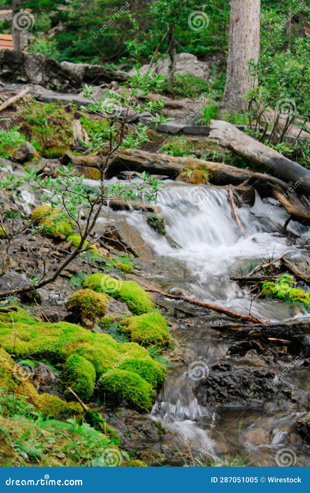 A Stream Running Down the Side of a Dirt Road Next To Trees Stock Image ...