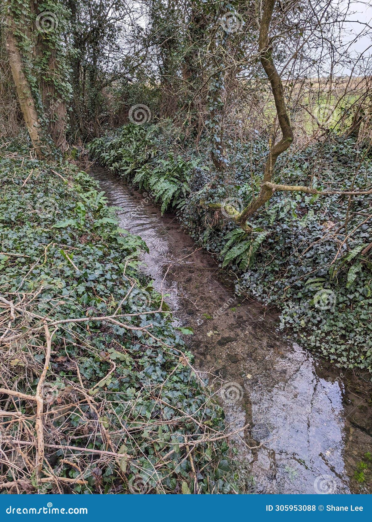 Stream Running through Forest Filled with Trees Stock Photo - Image of ...
