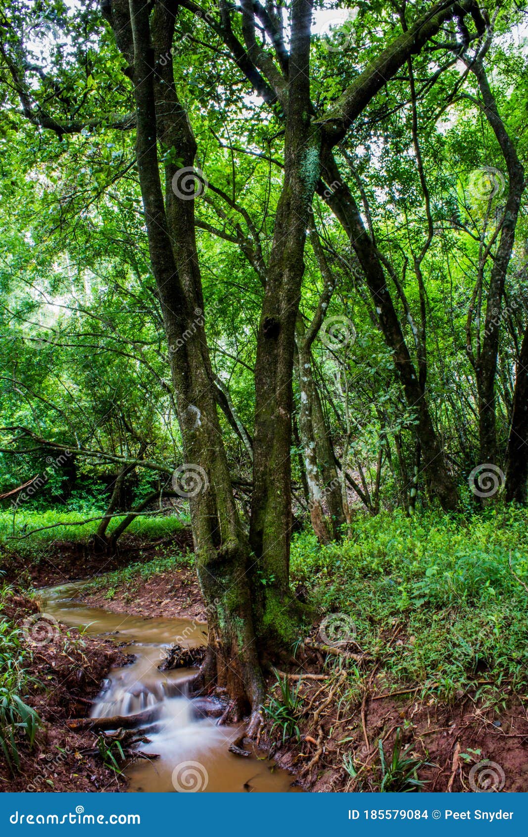 Stream Running through a Forrest with Green Trees Stock Photo - Image ...