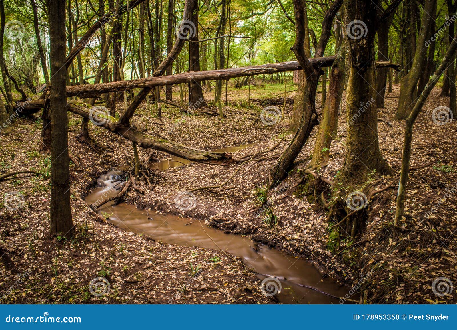 Stream Running through Forrest with Trees and a Fallen Tree Stock Photo ...