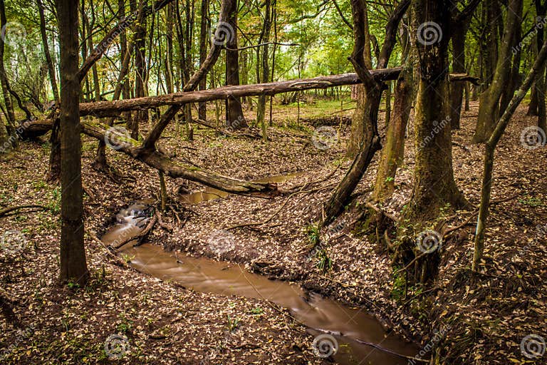 Stream Running through Forrest with Trees and a Fallen Tree Stock Photo ...