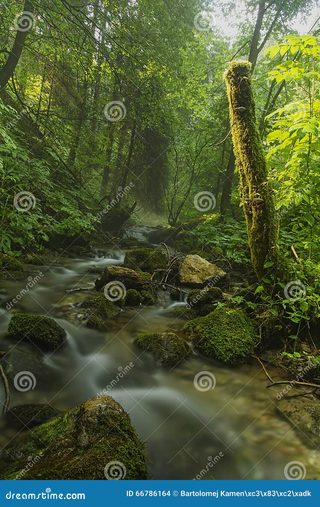 Stream Running at Old Trees Stock Photo - Image of design, background ...