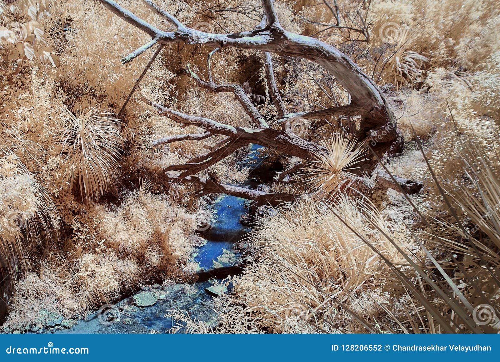 A Stream Running Under the Branches of a Dead Tree Taken with an Stock ...