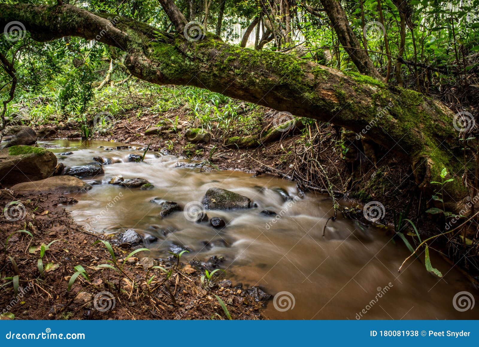 Stream Running Under Fallen Tree Stock Photo - Image of rapid, stream ...