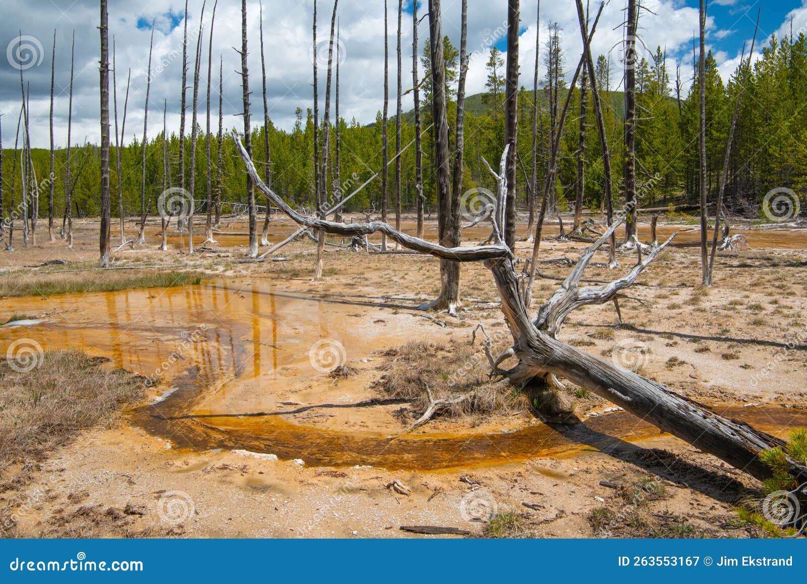 A Stream Runs through a Desolate Landscape of Dead Trees Stock Image ...