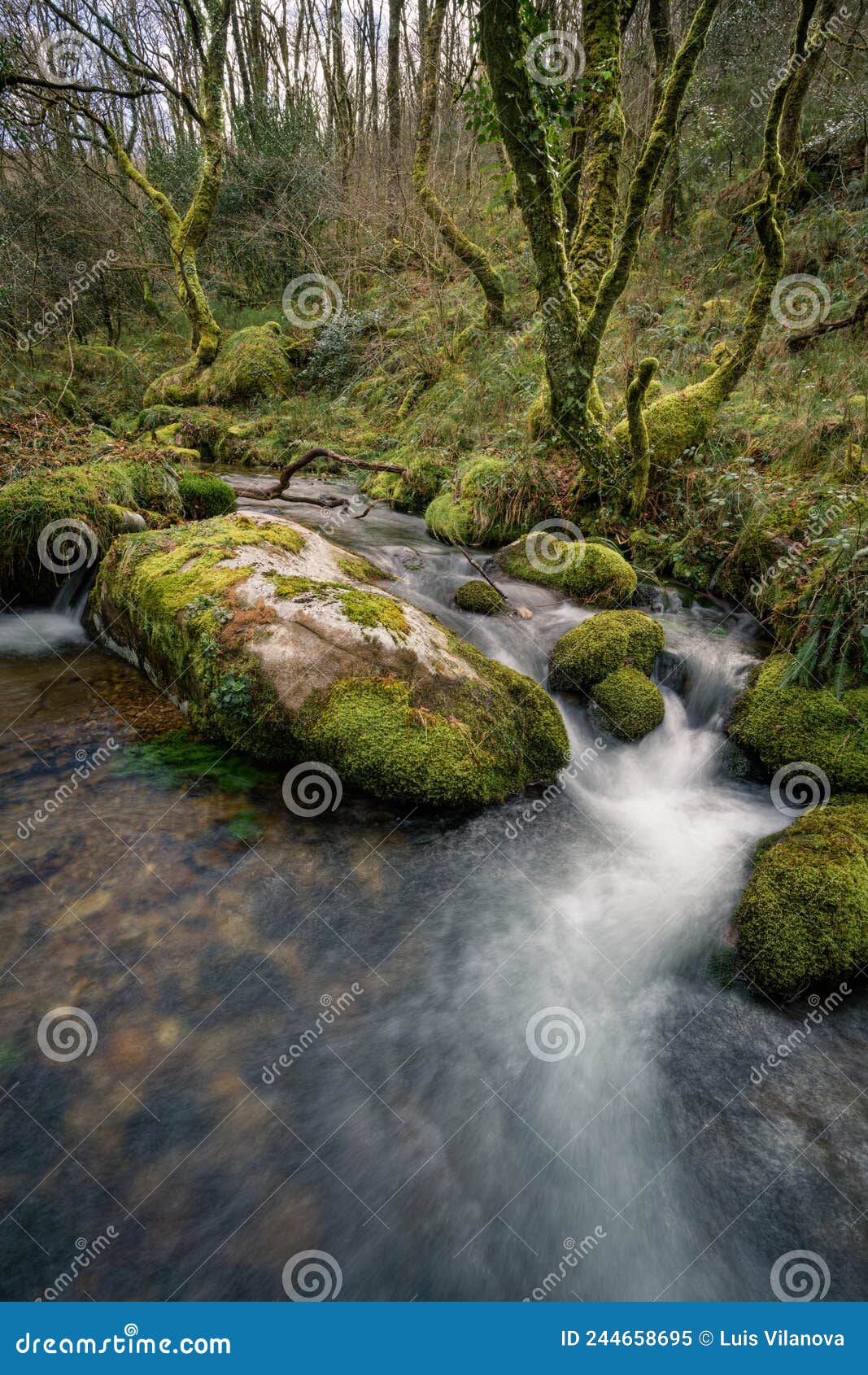 A Stream Runs through a Forest between Old Mossy Trees Stock Image ...