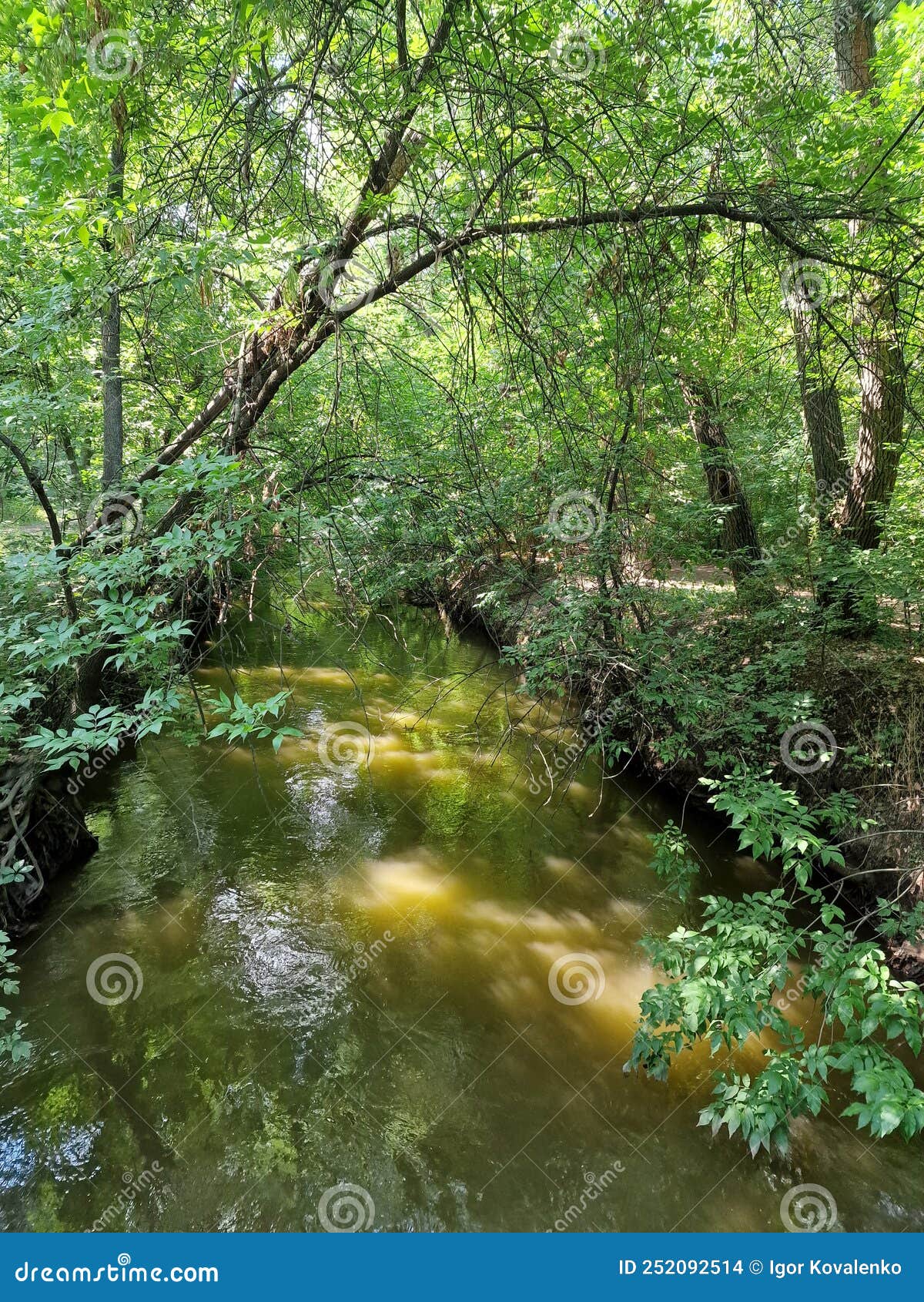 A Stream Runs in the Forest between Trees in a Recreation Park Stock ...