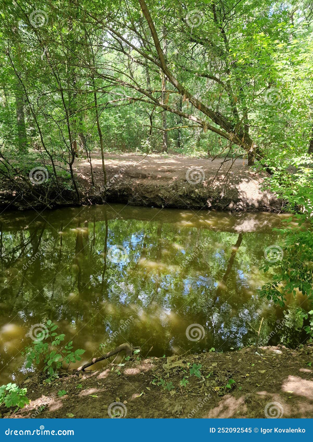 A Stream Runs in the Forest between Trees in a Recreation Park Stock ...