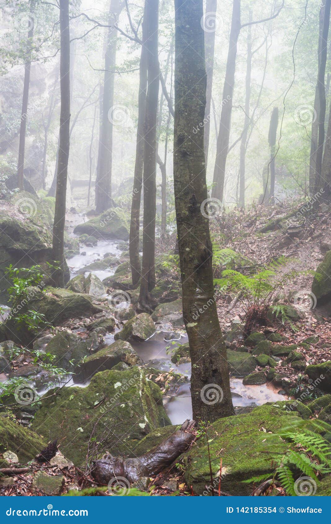 A Stream Runs through Mist Filled Valley Stock Photo - Image of foggy ...